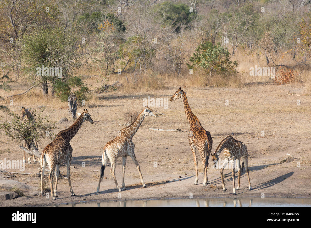 Adult giraffe hi-res stock photography and images - Alamy