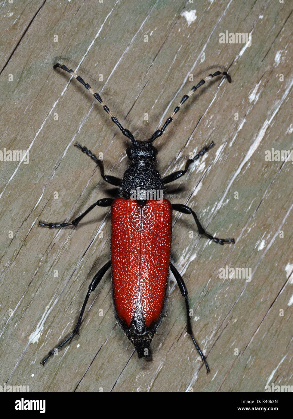 Red shouldered pine borer hi-res stock photography and images - Alamy