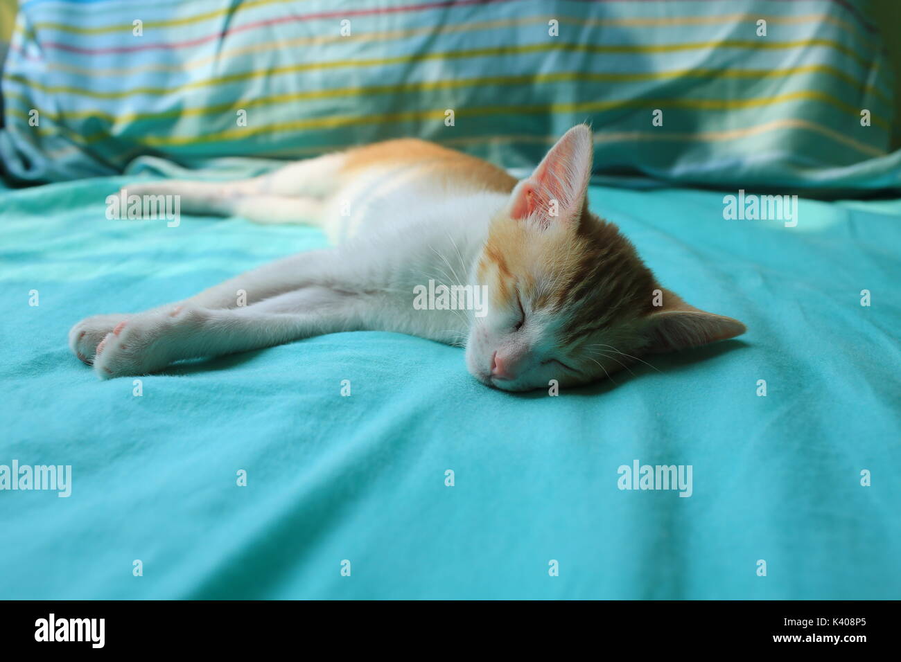 small cat tired on the bed Stock Photo - Alamy