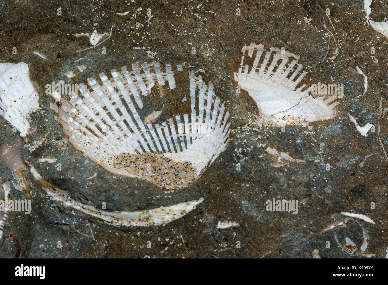 Beach fossils hi-res stock photography and images - Alamy