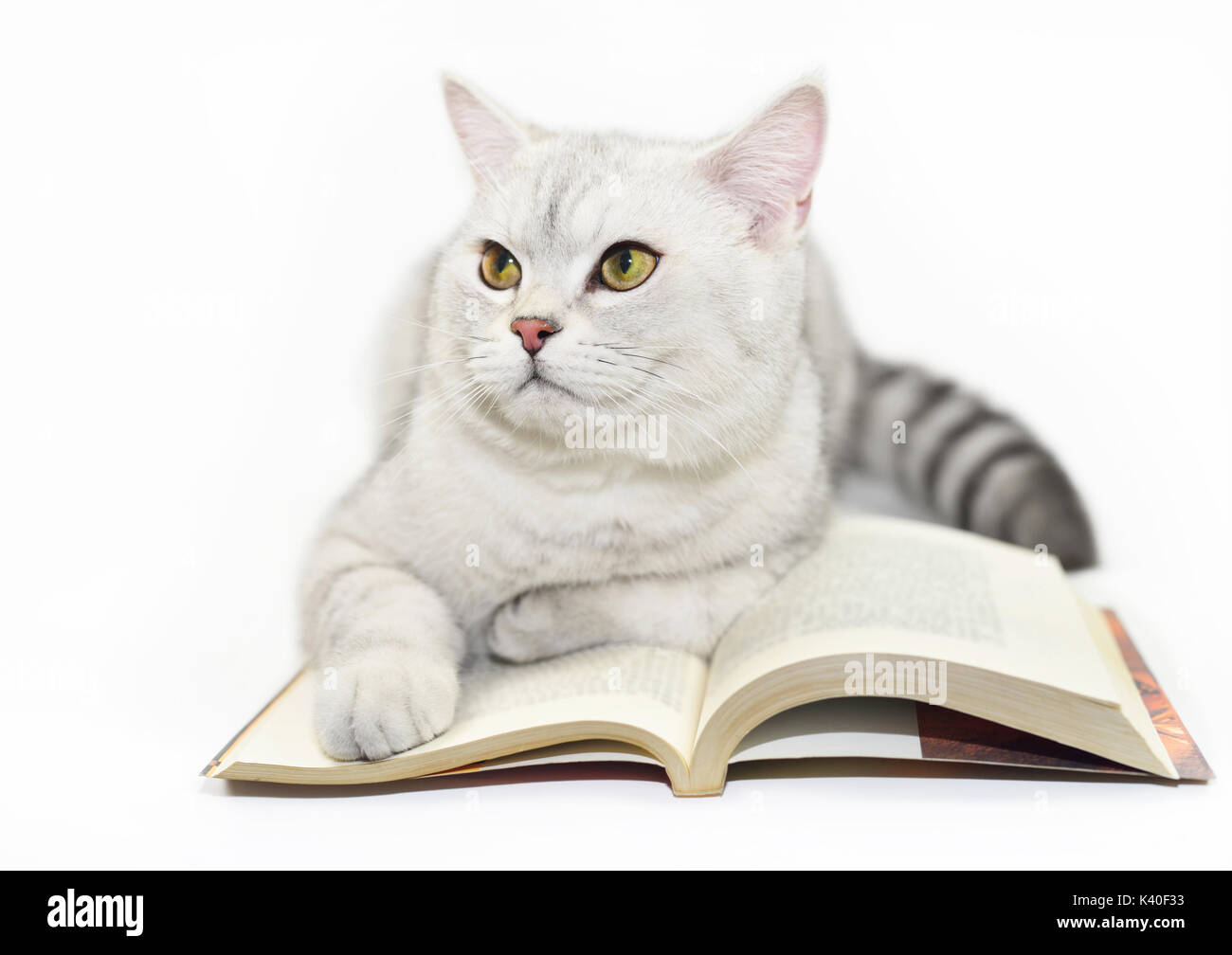 Lovely cat with gray-white hair reading a book Stock Photo - Alamy