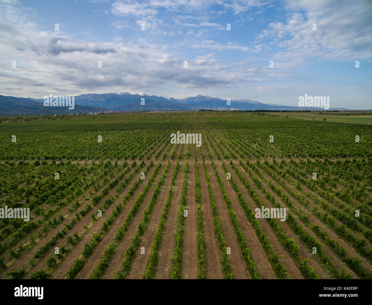 Andes vineyards summer hi-res stock photography and images - Alamy