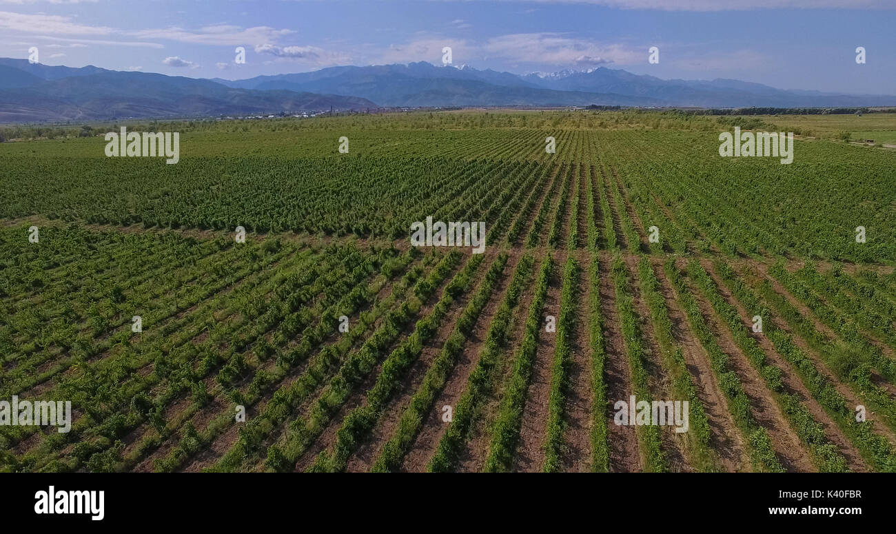 Andes argentina vineyard mendoza hi-res stock photography and images ...