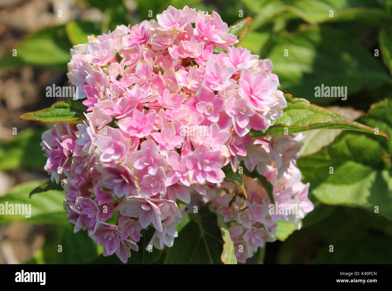 Bella anna hydrangea hi-res stock photography and images - Alamy