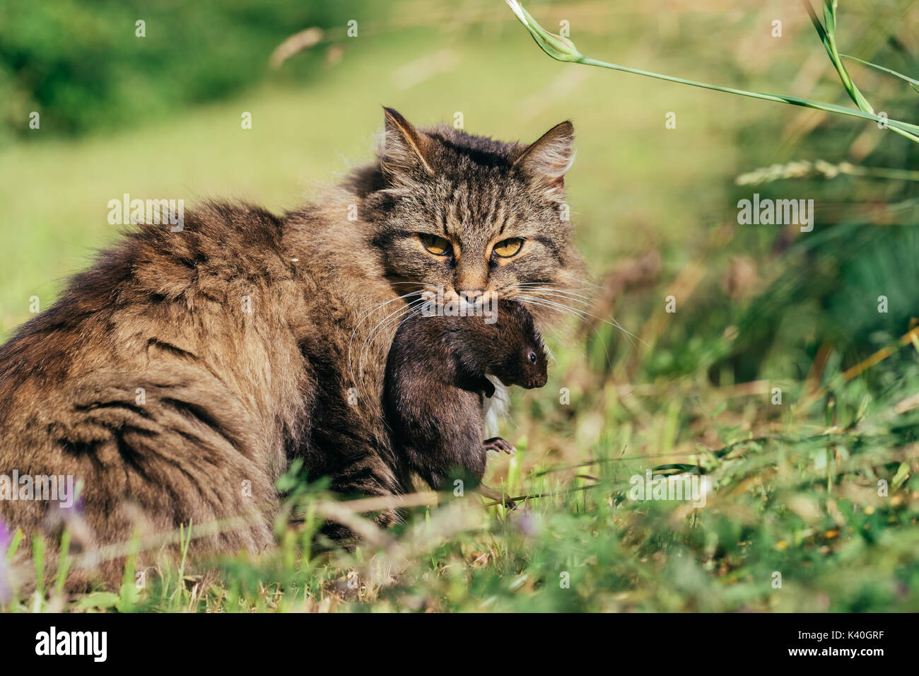 Cat chasing rat hi-res stock photography and images - Alamy