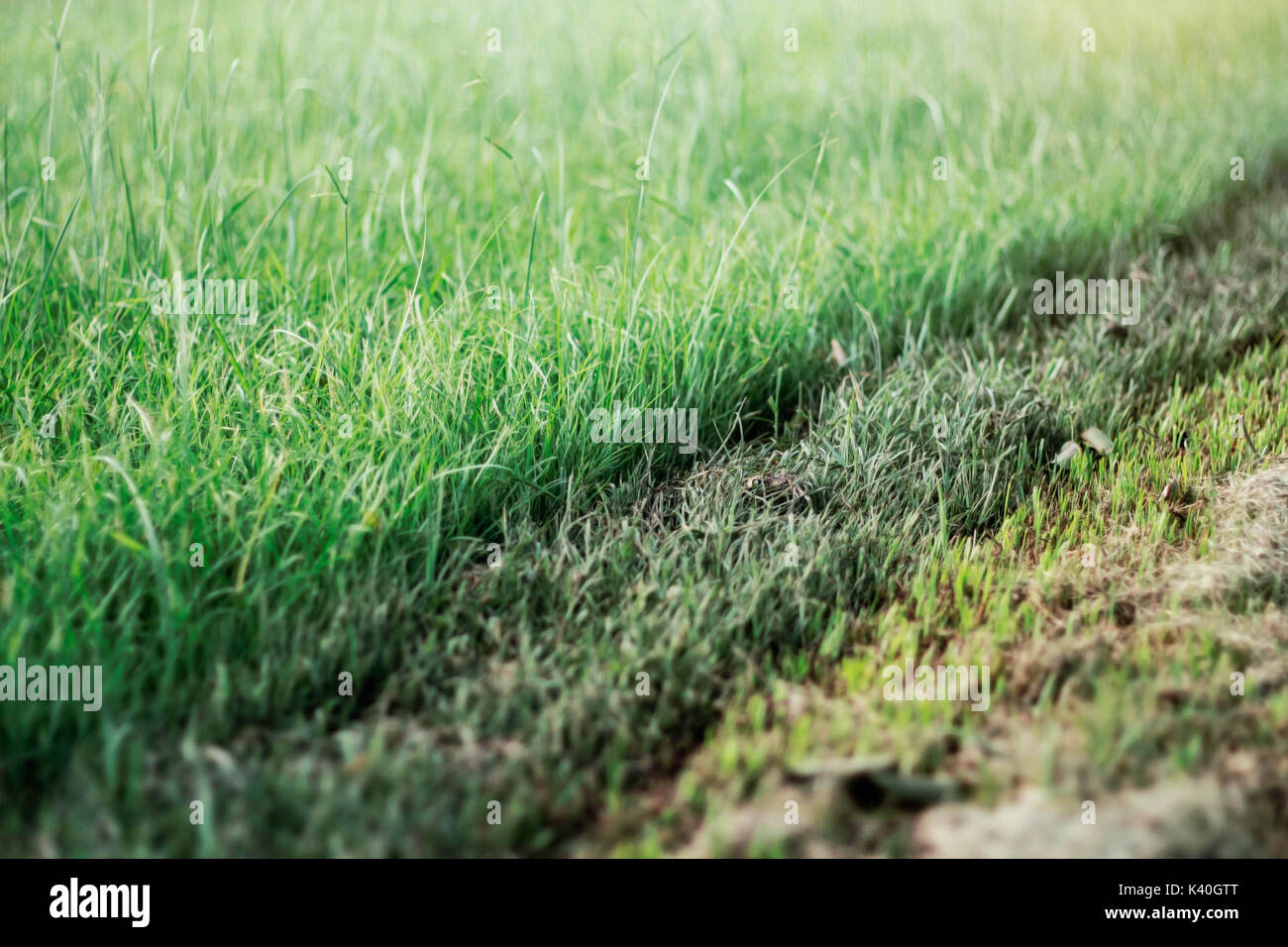 Green grass and cut in the park Stock Photo - Alamy