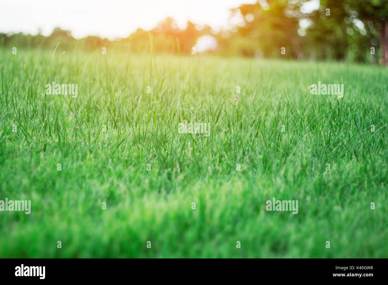 Green grass in garden with the sun shines Stock Photo - Alamy