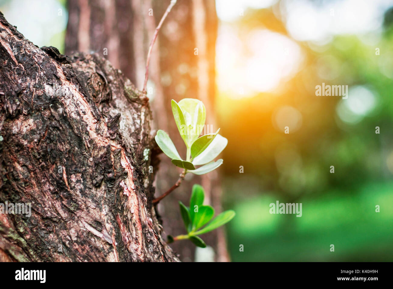 Tree growing in nature with the sun shining Stock Photo - Alamy