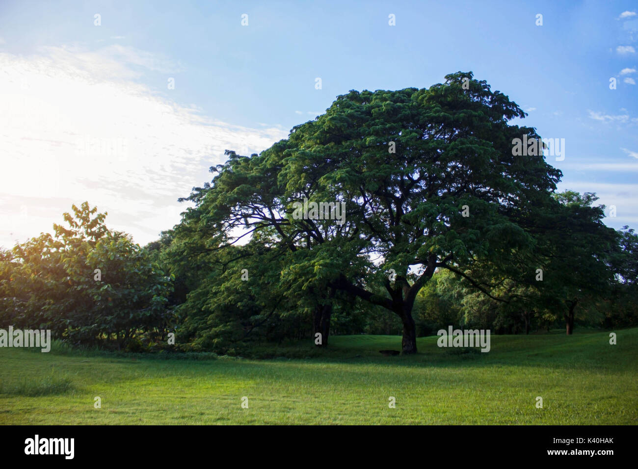 Tree in the garden with blue sky Stock Photo - Alamy
