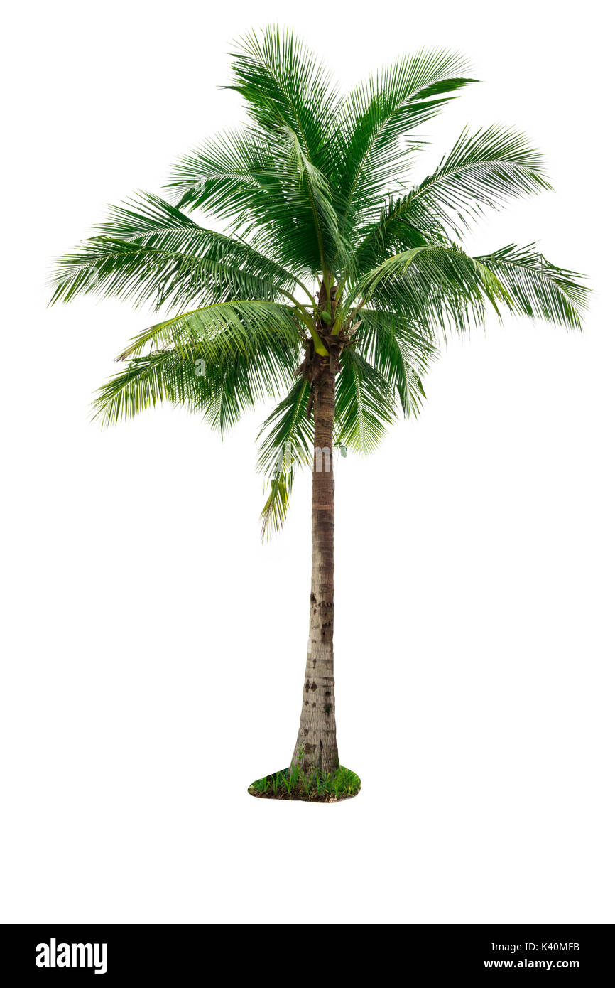 Coconut tree isolated on white background used for advertising ...