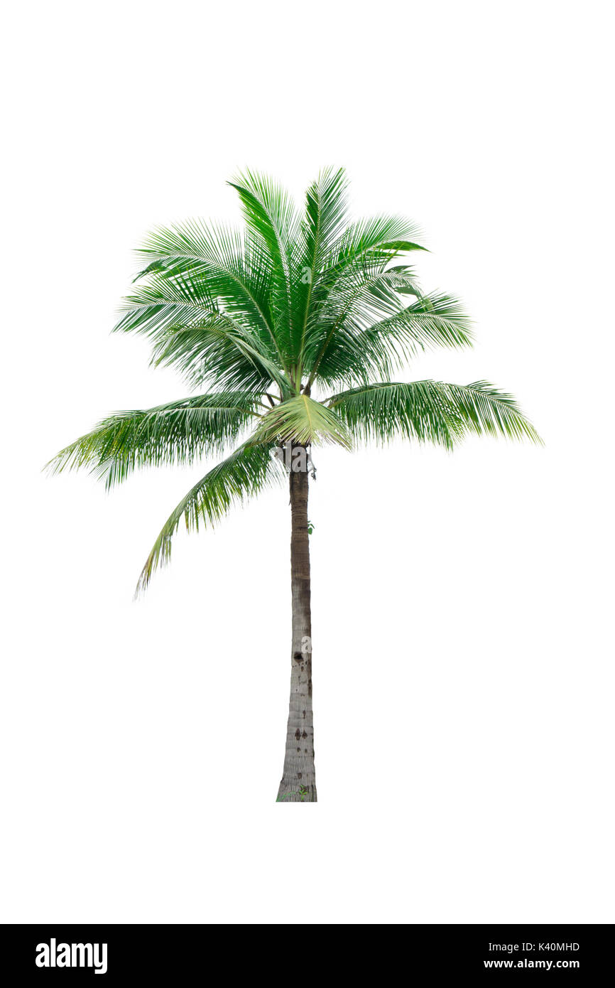 Coconut tree isolated on white background used for advertising ...