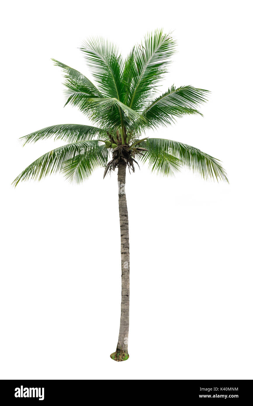 Coconut tree isolated on white background used for advertising ...