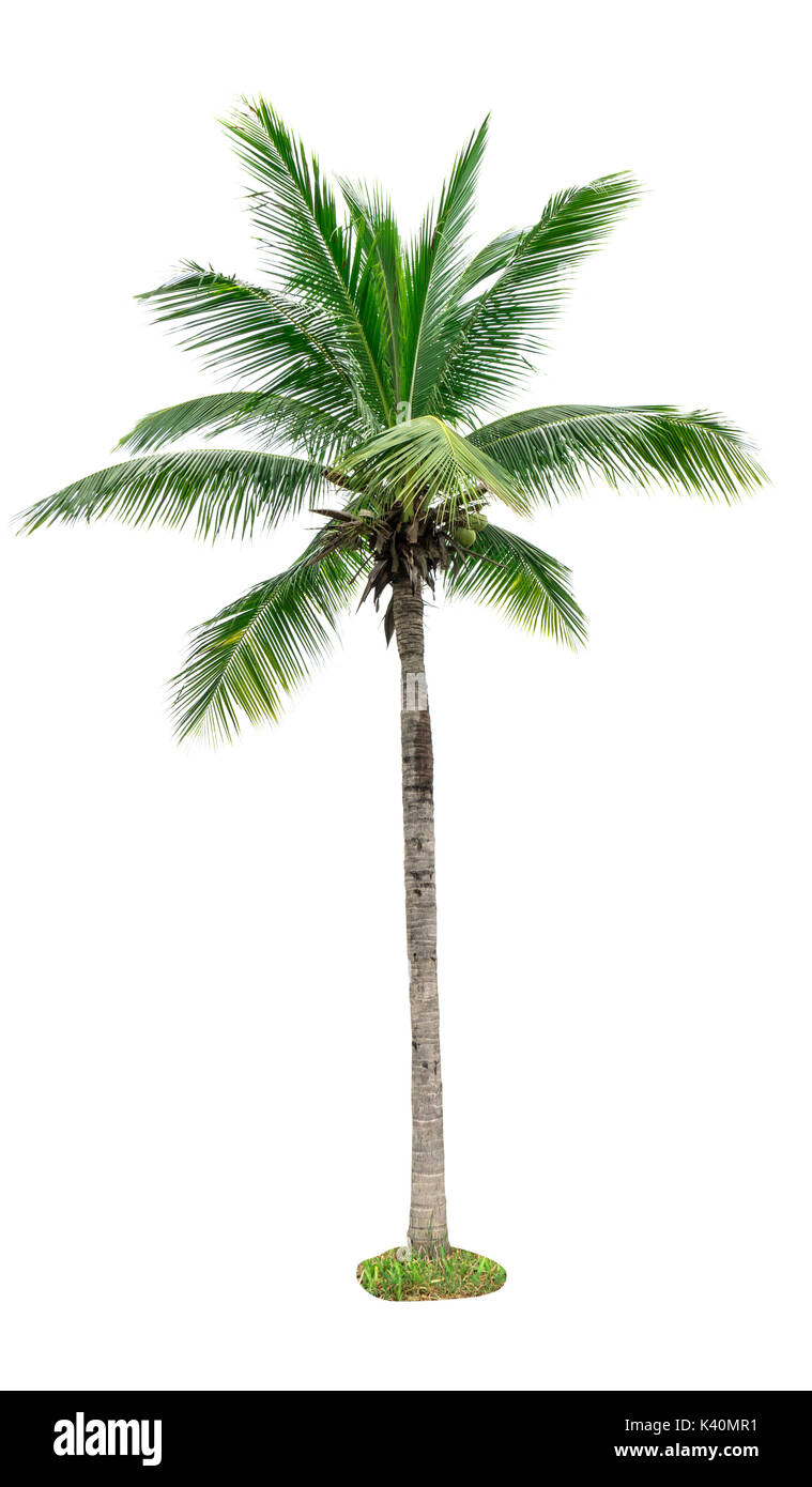 Coconut tree isolated on white background used for advertising ...