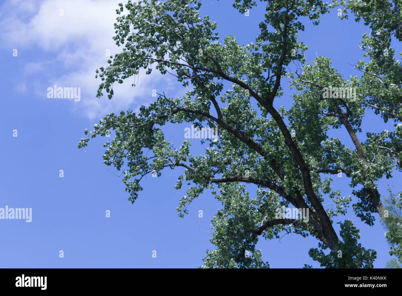 Trees along the river Stock Photo - Alamy