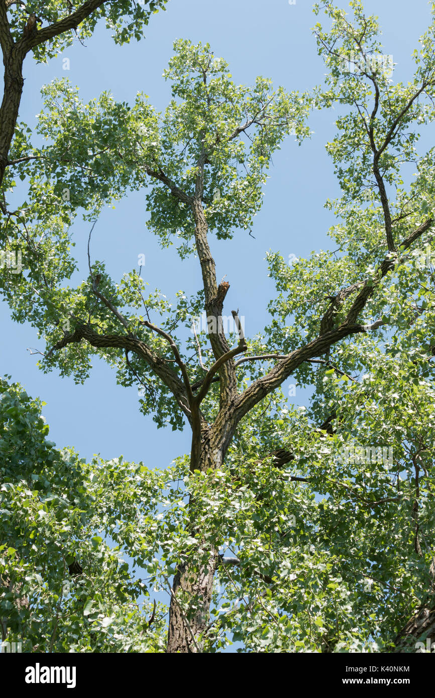 Trees along the river Stock Photo - Alamy