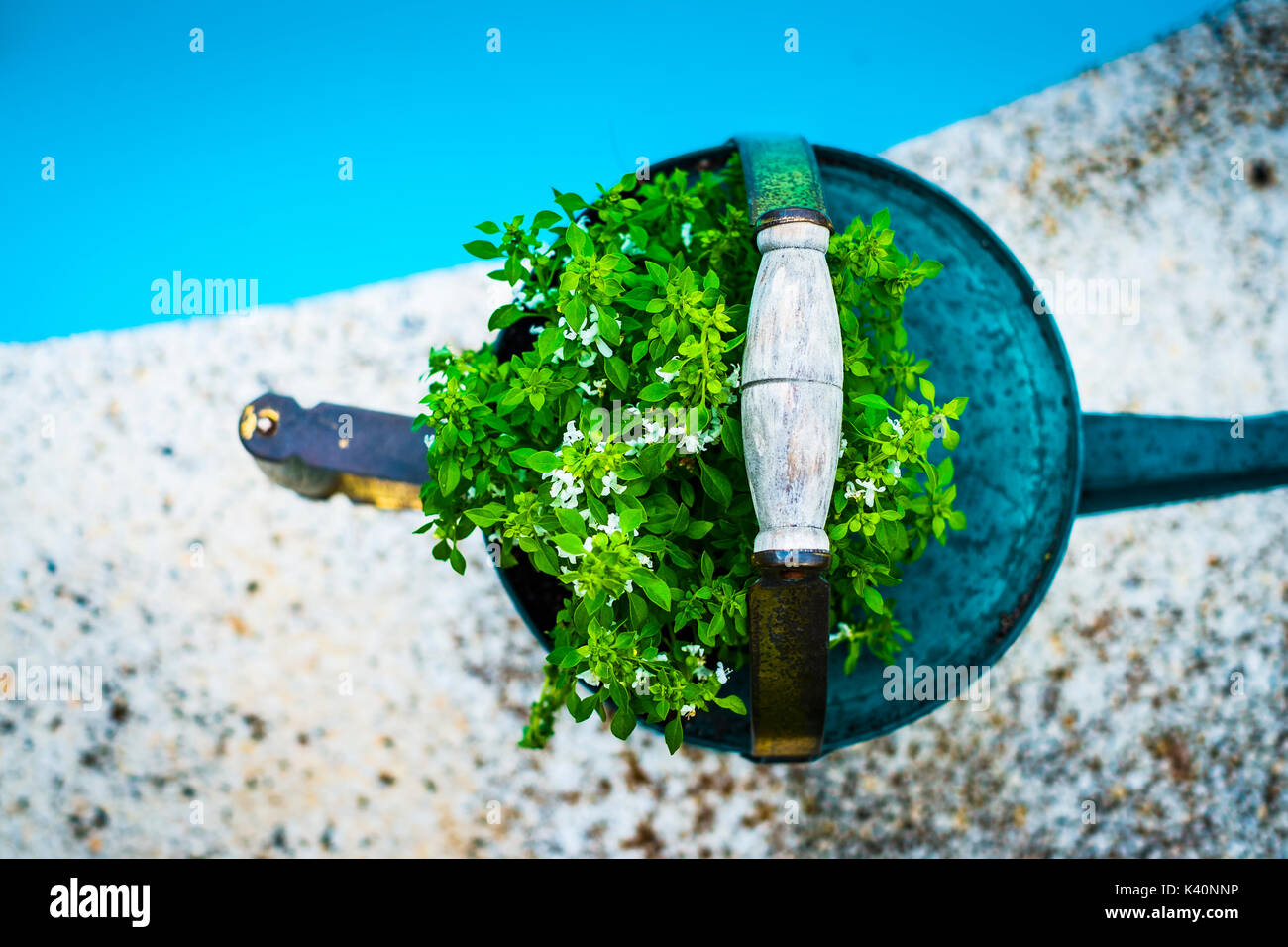Gardening tools. Plants in a rusty watering can Stock Photo - Alamy