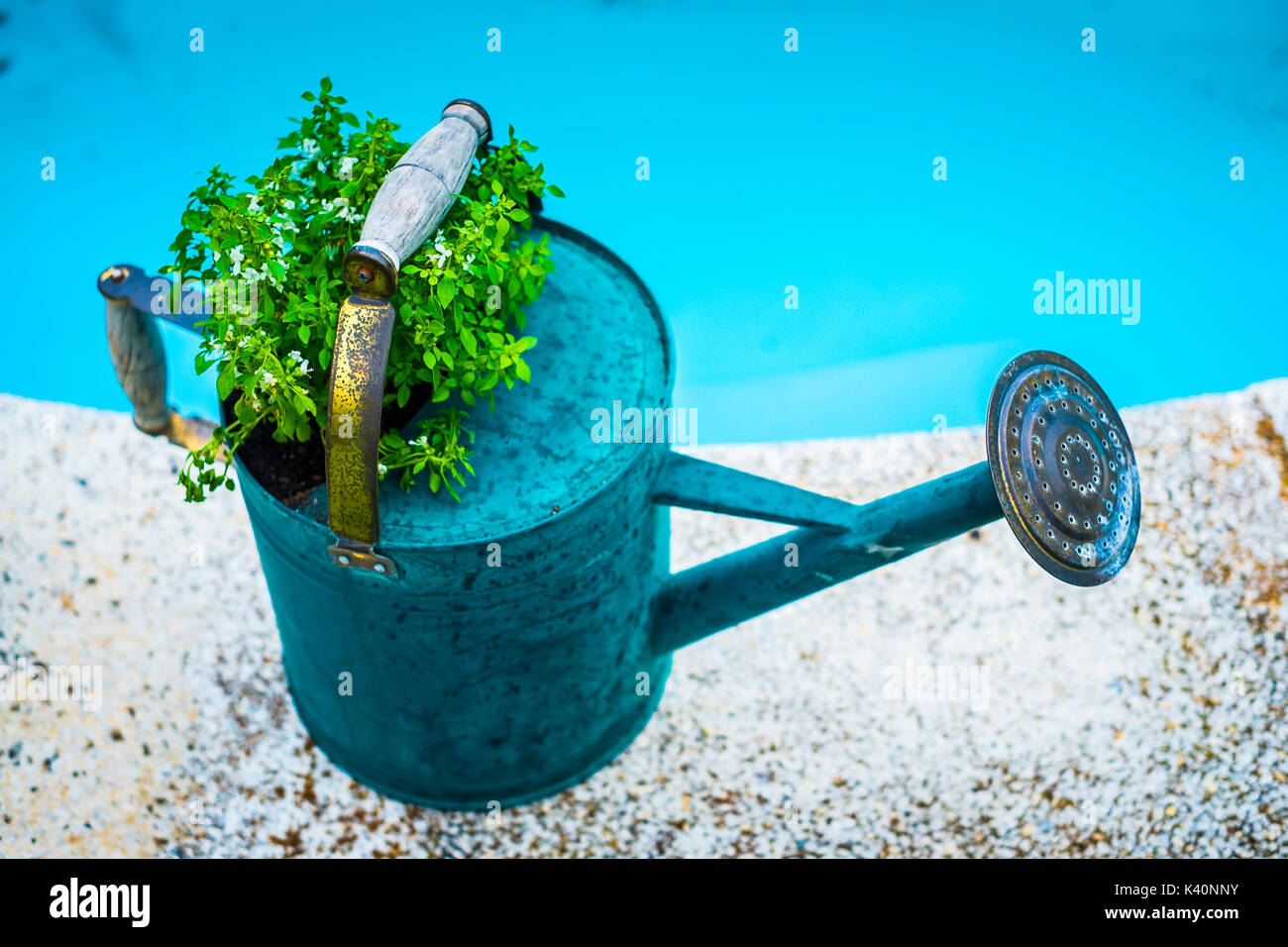 Gardening tools. Plants in a rusty watering can Stock Photo - Alamy