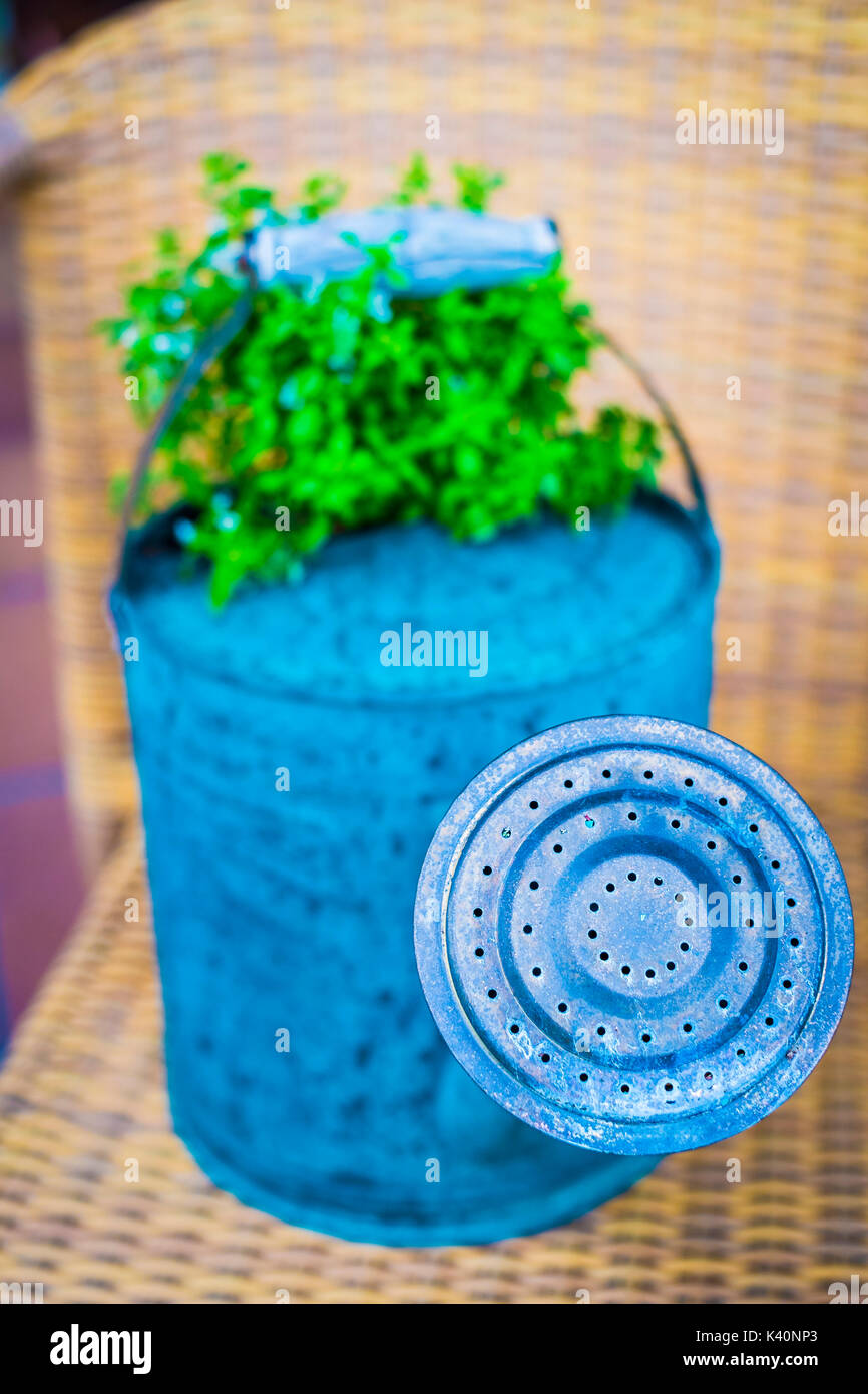 Gardening tools. Plants in a rusty watering can Stock Photo - Alamy