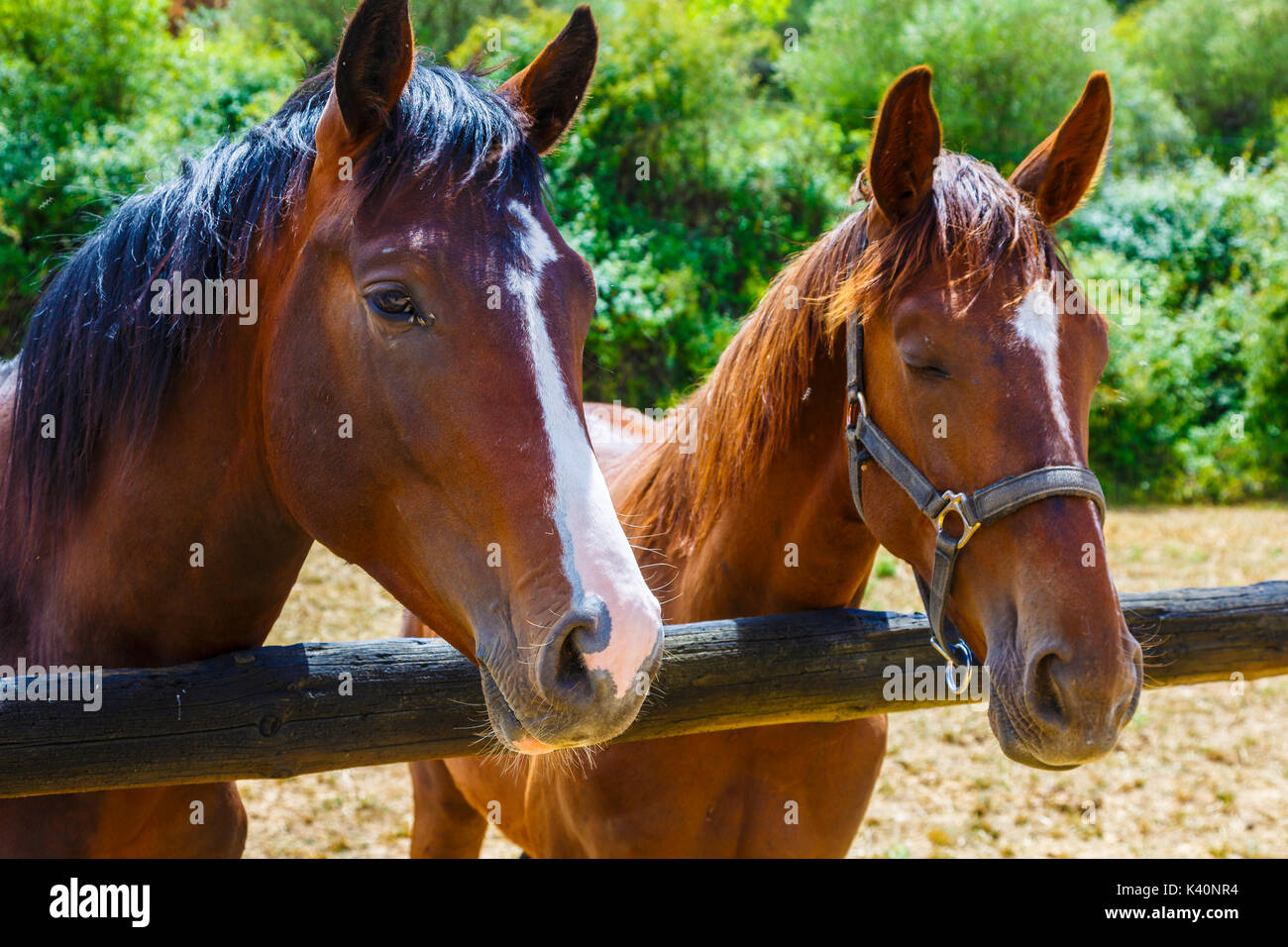 Horses in spain hi-res stock photography and images - Alamy