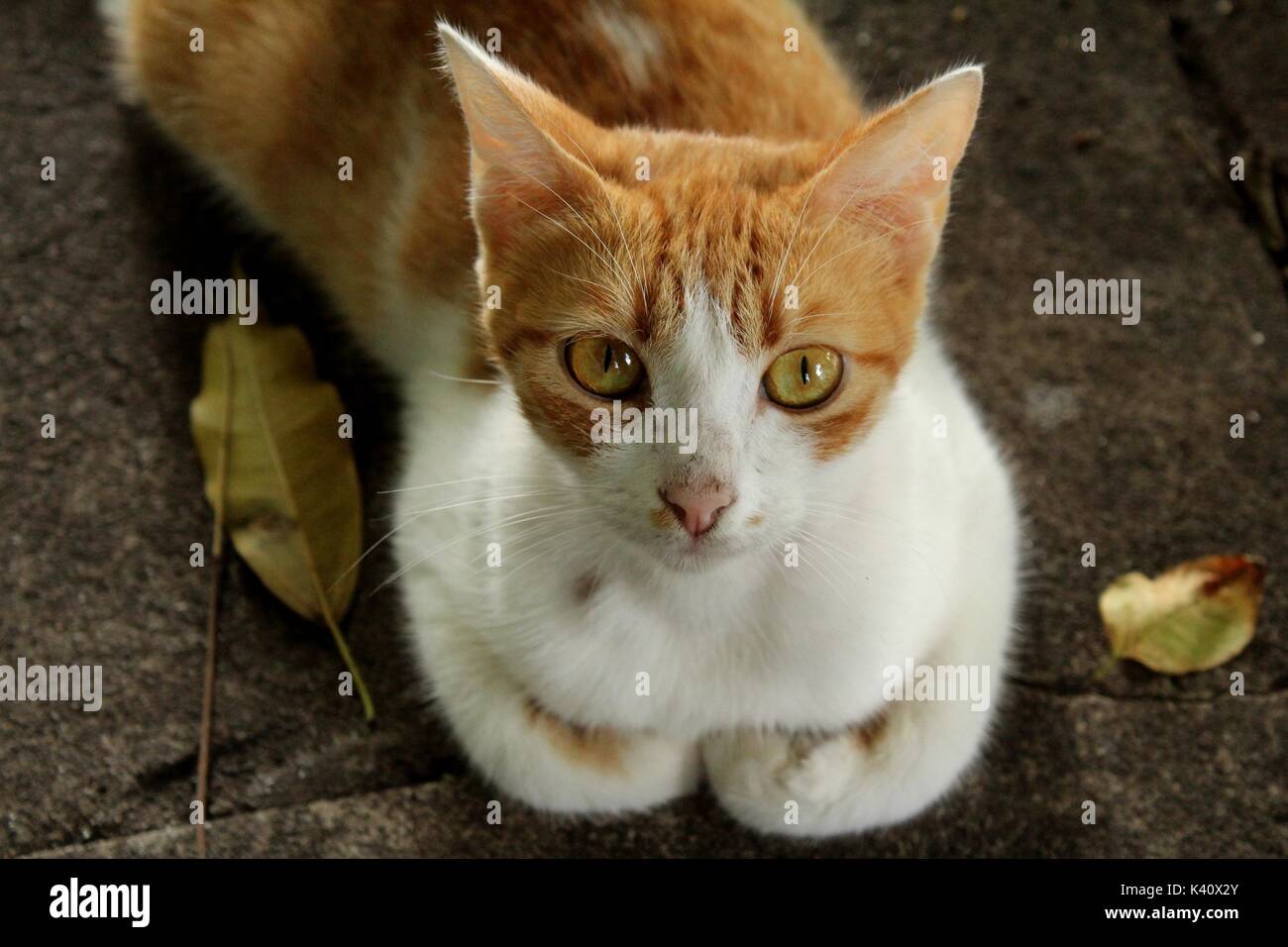 Cat at home Stock Photo - Alamy