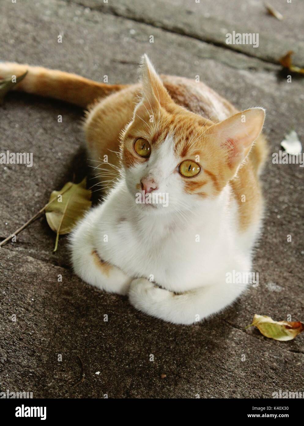 Cat resting at home Stock Photo - Alamy