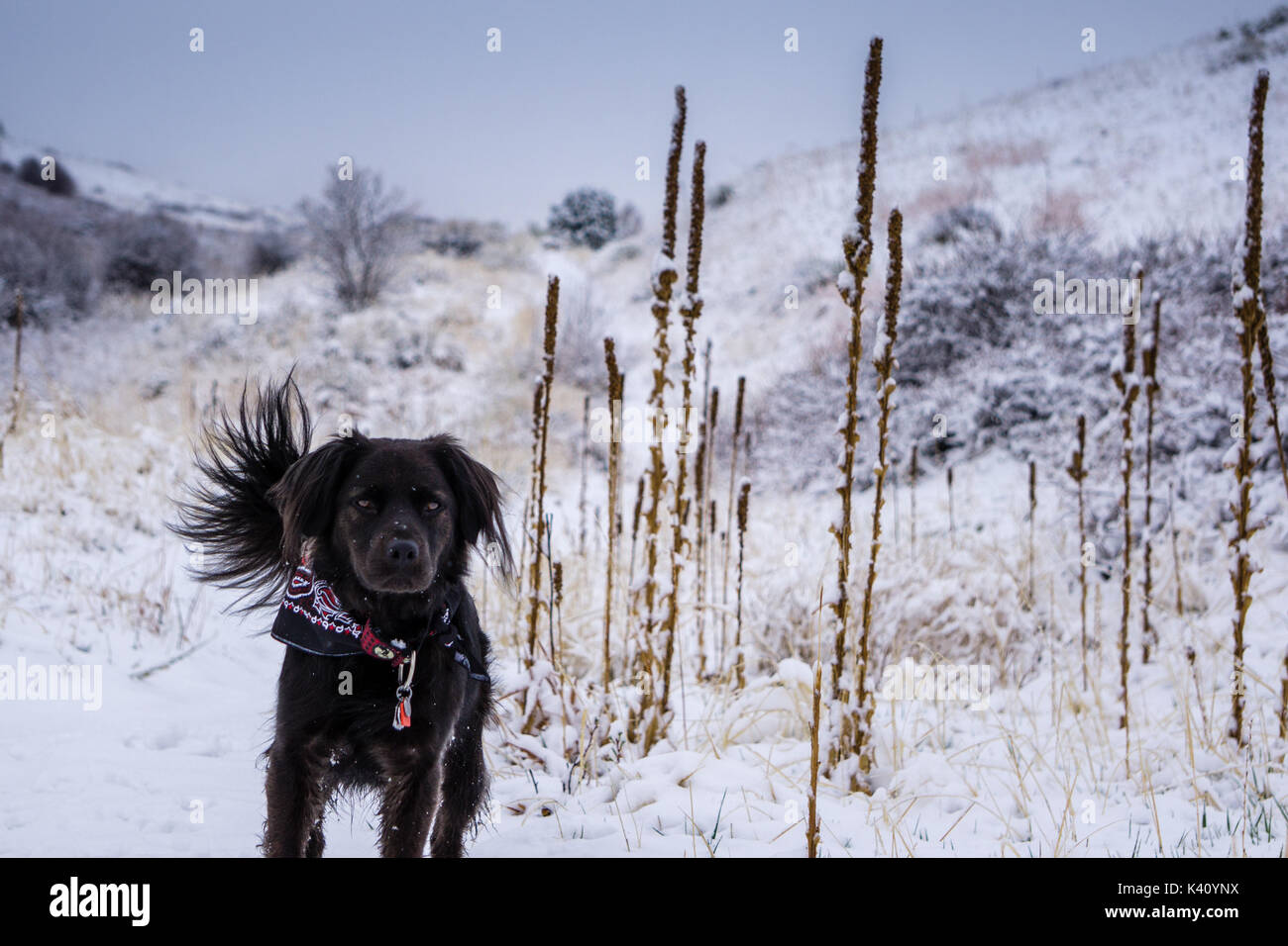 Along a hike in Matthews/Winters Park in Morrison, Colorado Stock Photo ...