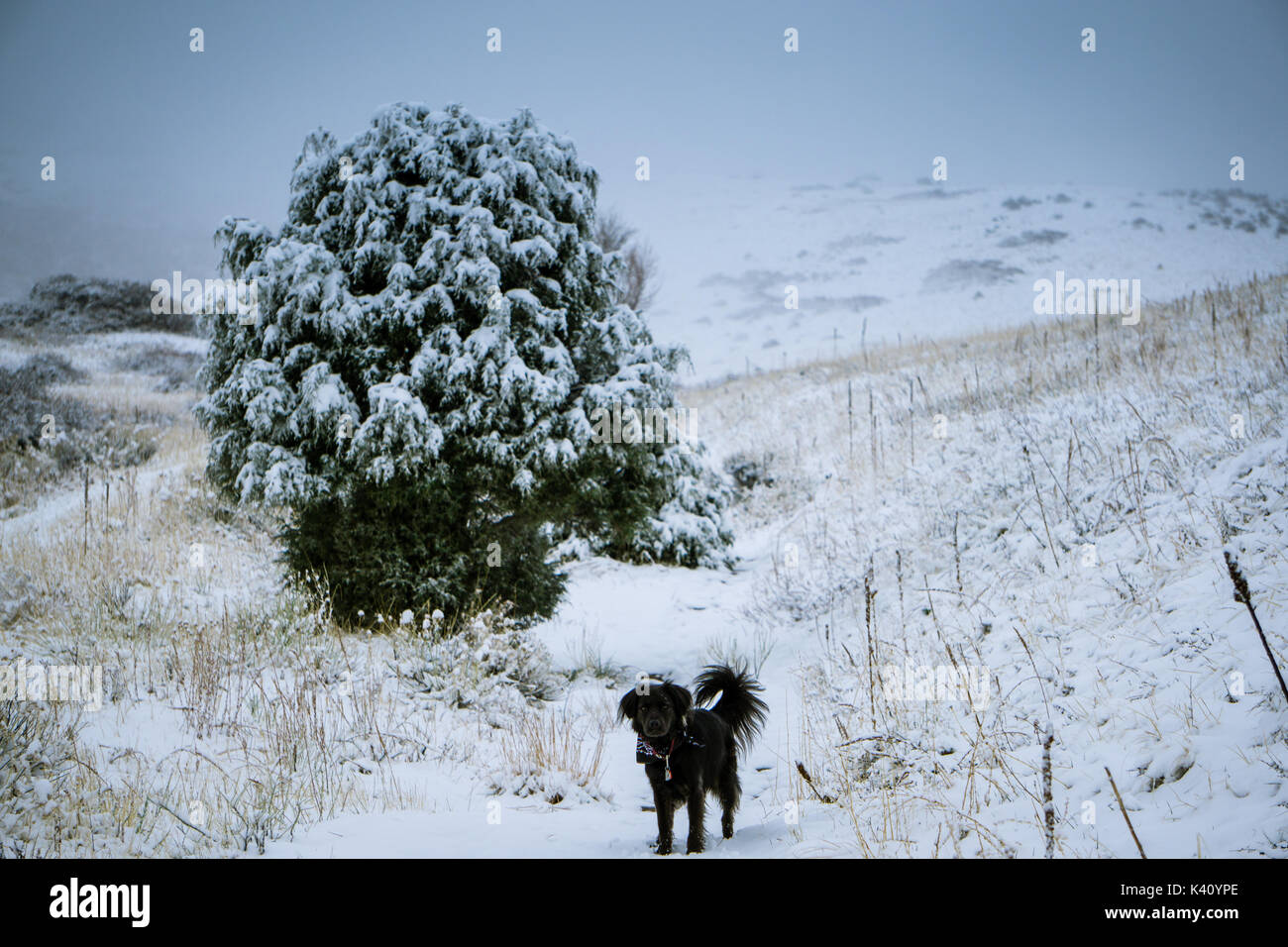 Along a hike in Matthews/Winters Park in Morrison, Colorado Stock Photo ...