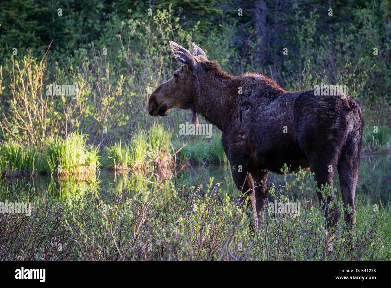 A female Moose at Lost Lake, Nederland, Colorado Stock Photo - Alamy