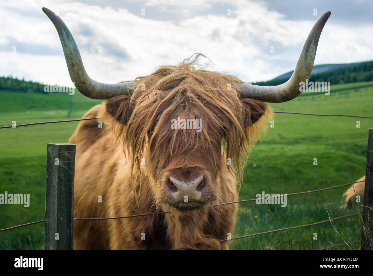 Highland Cow with long horns in The Pentland Hills Regional Park ...