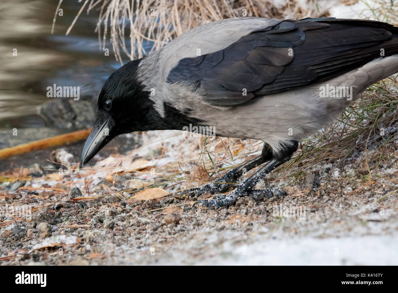 Hooded crow side view Stock Photo - Alamy