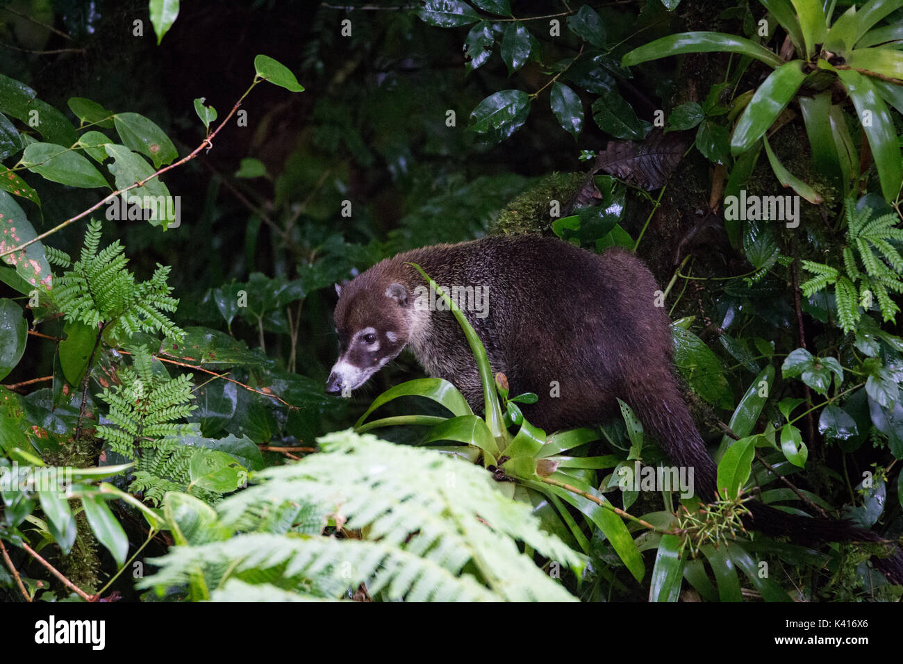 Wild white-nosed coati in rainforest Stock Photo - Alamy