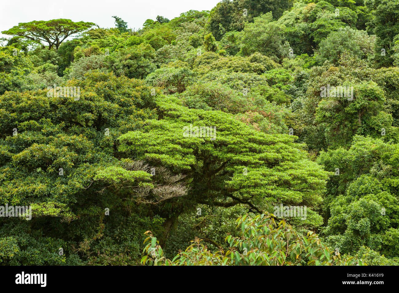 Lush rainforest canopy Monteverde Costa Rica Stock Photo - Alamy