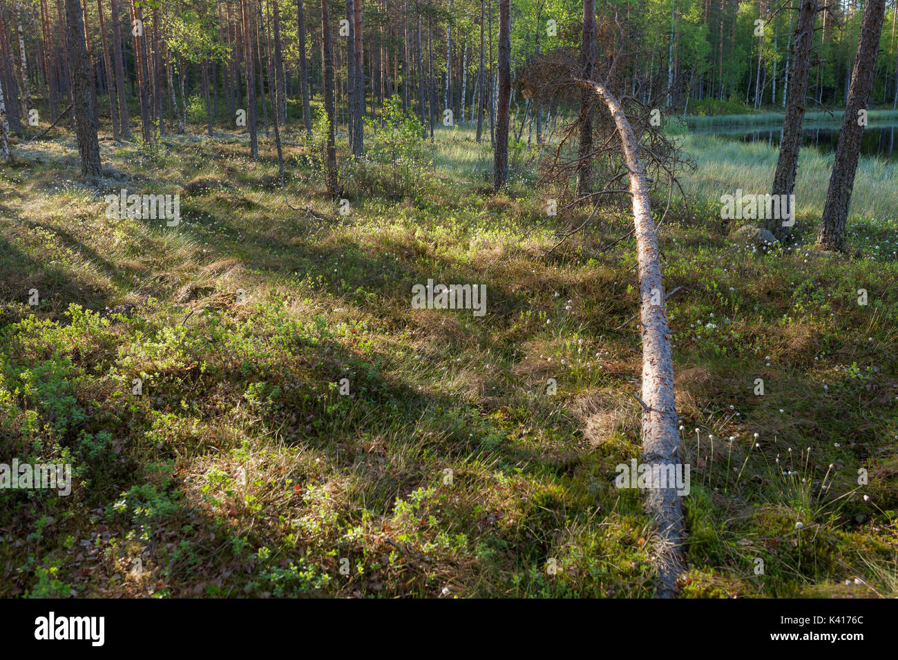 Morning light in forest Stock Photo - Alamy