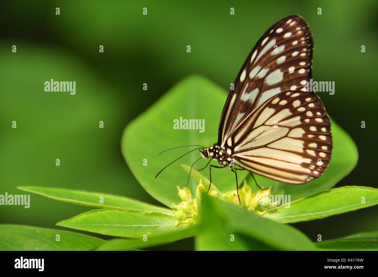 Beautiful insect in java hi-res stock photography and images - Alamy