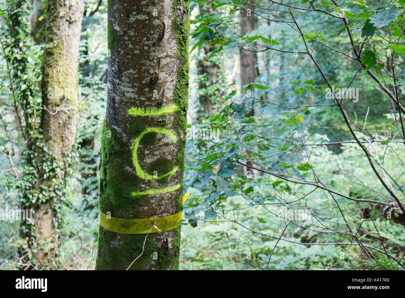 Woodland,forest,wood,managed,forestry,tree,marked,to,be,cut,felled ...