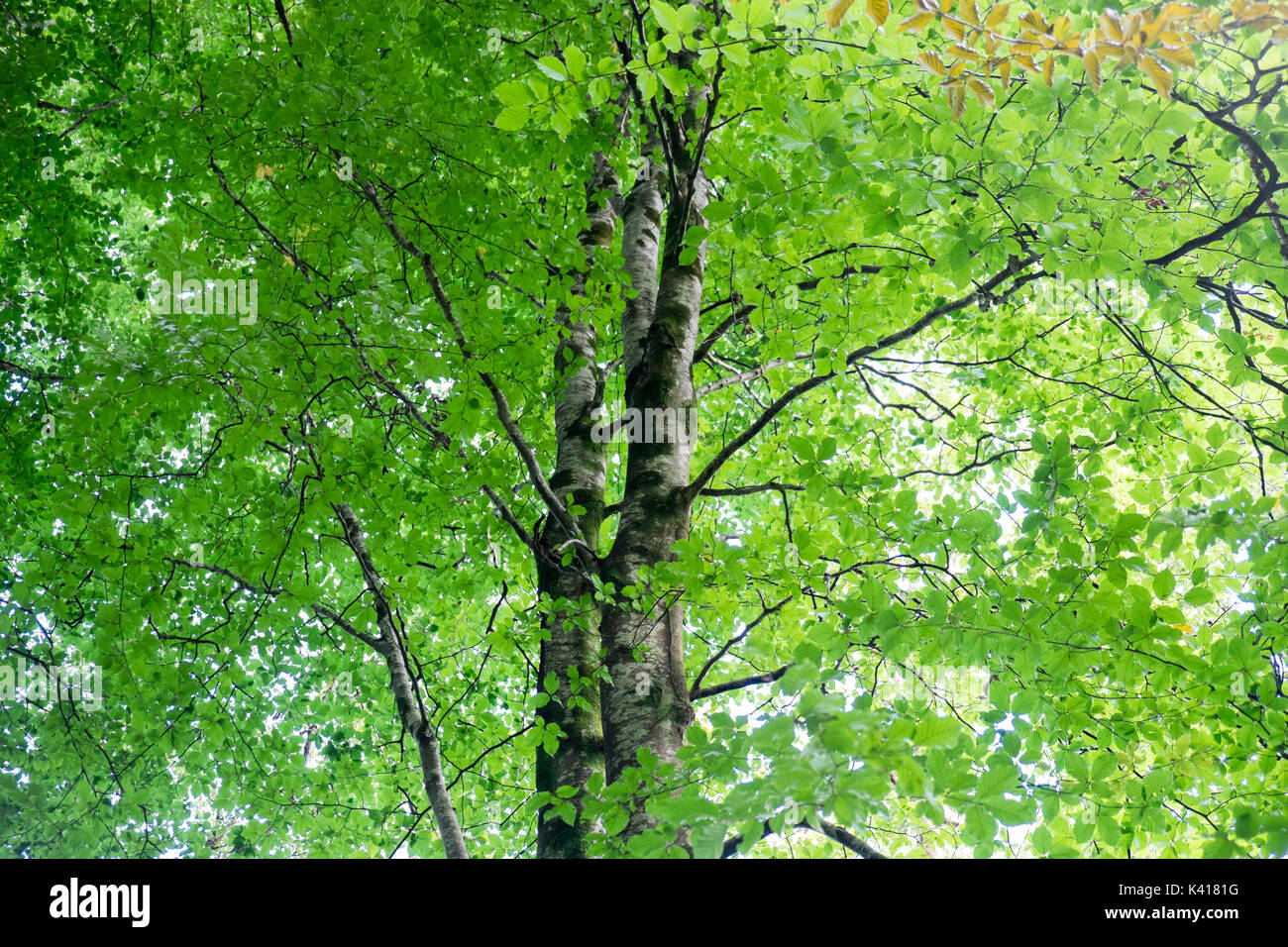 Woodland,forest,wood,managed,forestry,tree,marked,to,be,cut,felled ...
