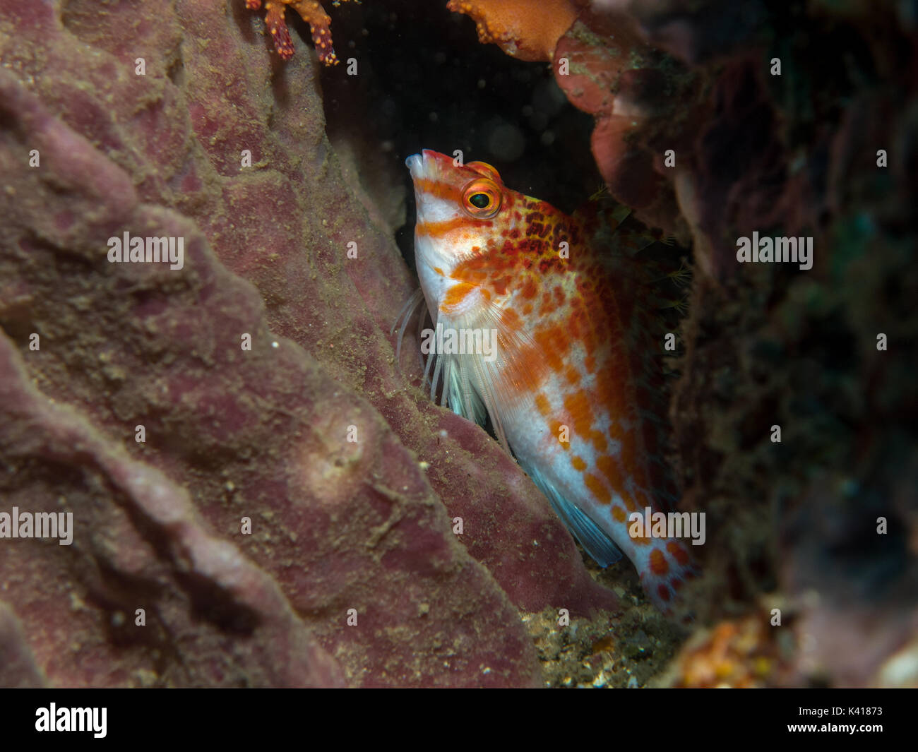fish on the coral, Philippines Stock Photo - Alamy