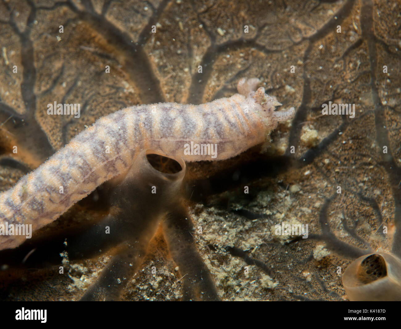 seaworm on the coral, Philippines Stock Photo - Alamy
