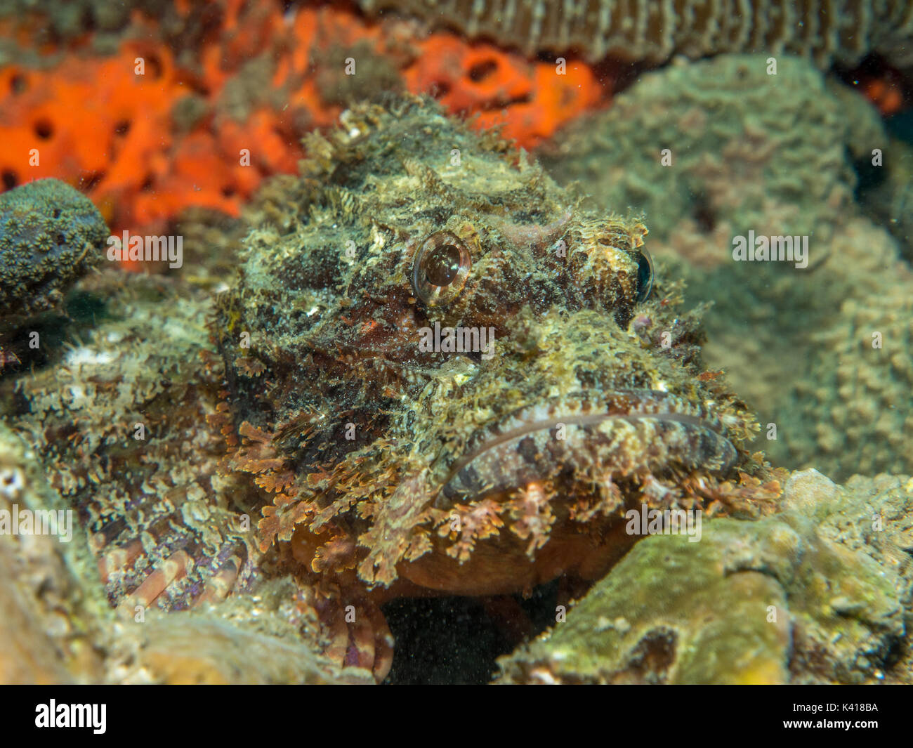 stonefish on the coral, Philippines Stock Photo - Alamy