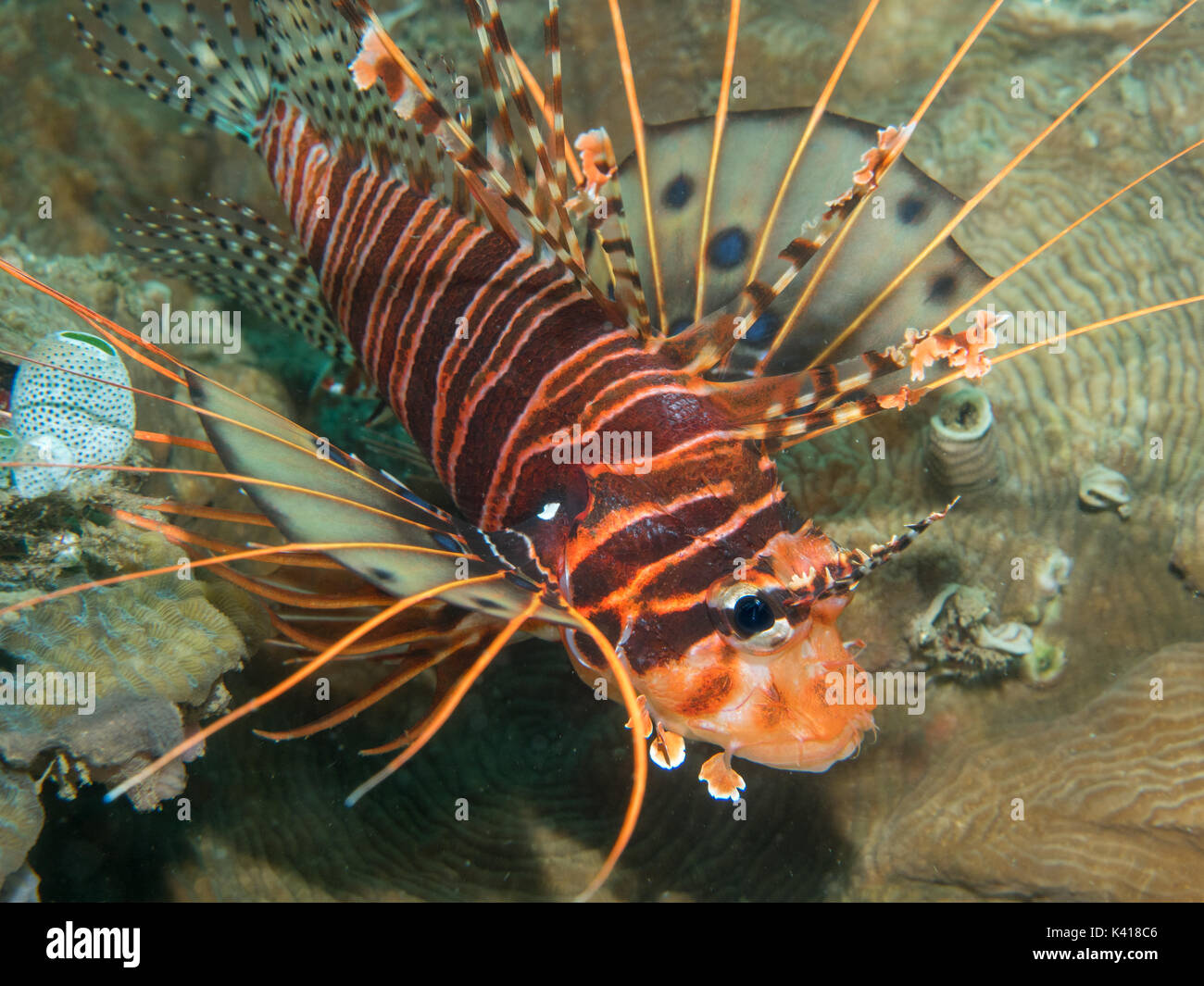 lionfish on the coral, Philippines Stock Photo - Alamy