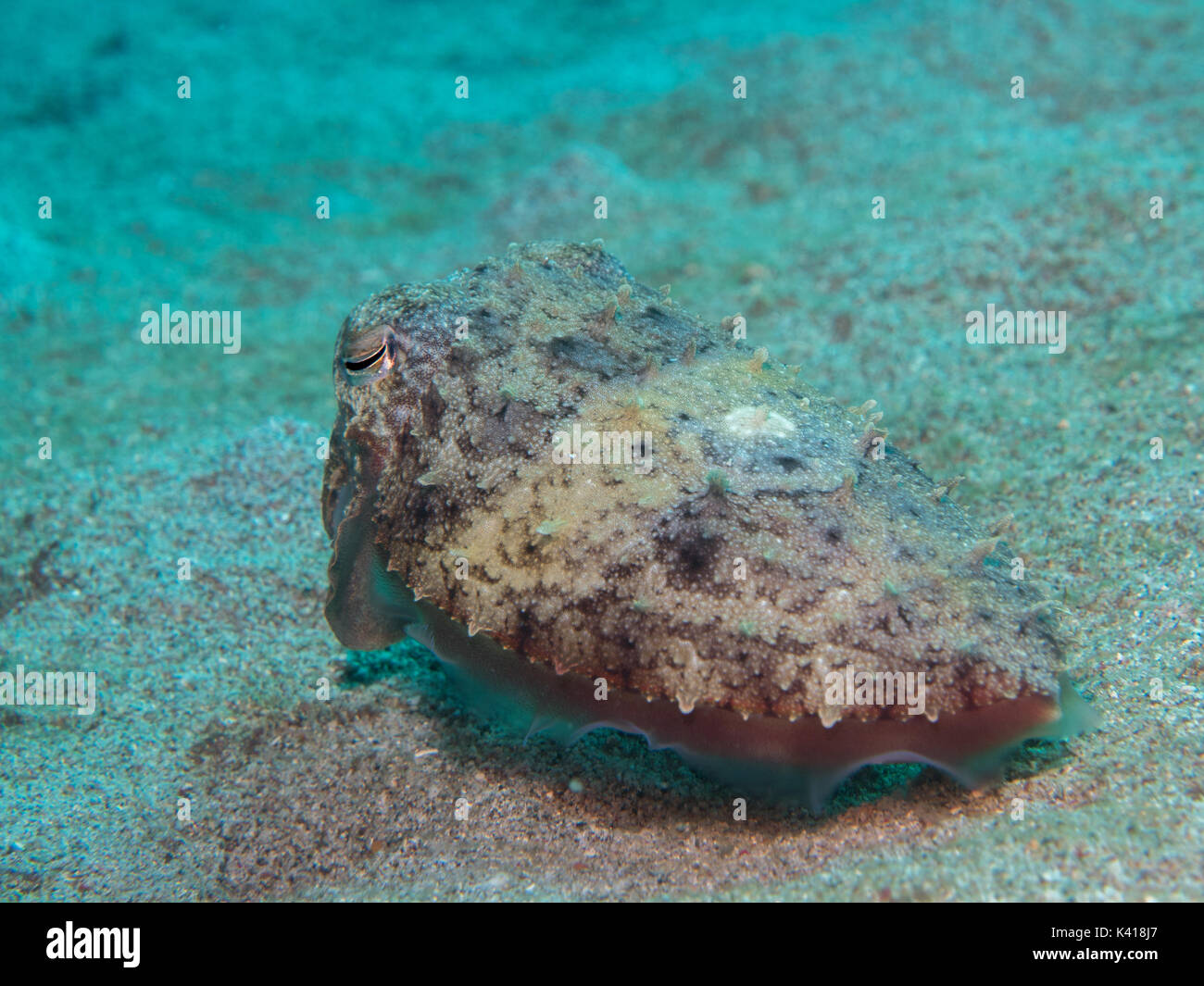 squid on the sand, Philippines Stock Photo - Alamy