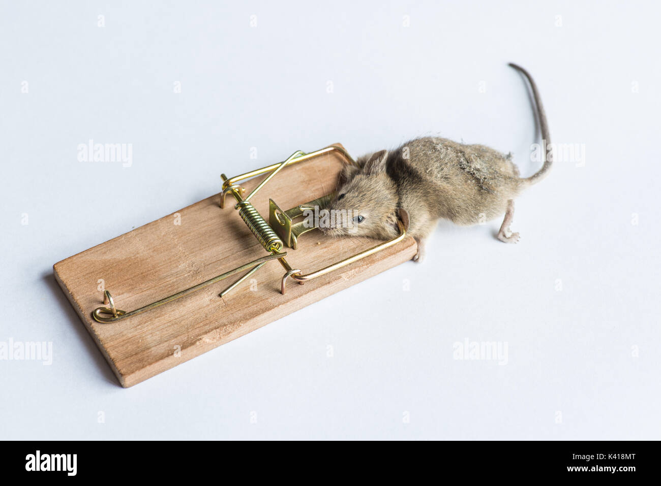 Gray, dead mouse trapped by mouse trap, separated on white Stock Photo ...