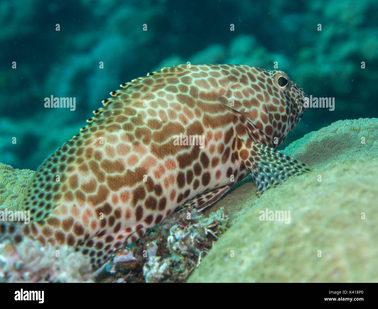 fish in the coral, Philippines Stock Photo - Alamy