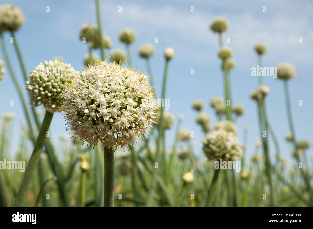 Straw spring onion flower hi-res stock photography and images - Alamy