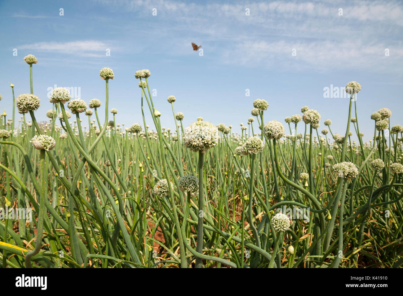 Onion field blooming Stock Photo - Alamy