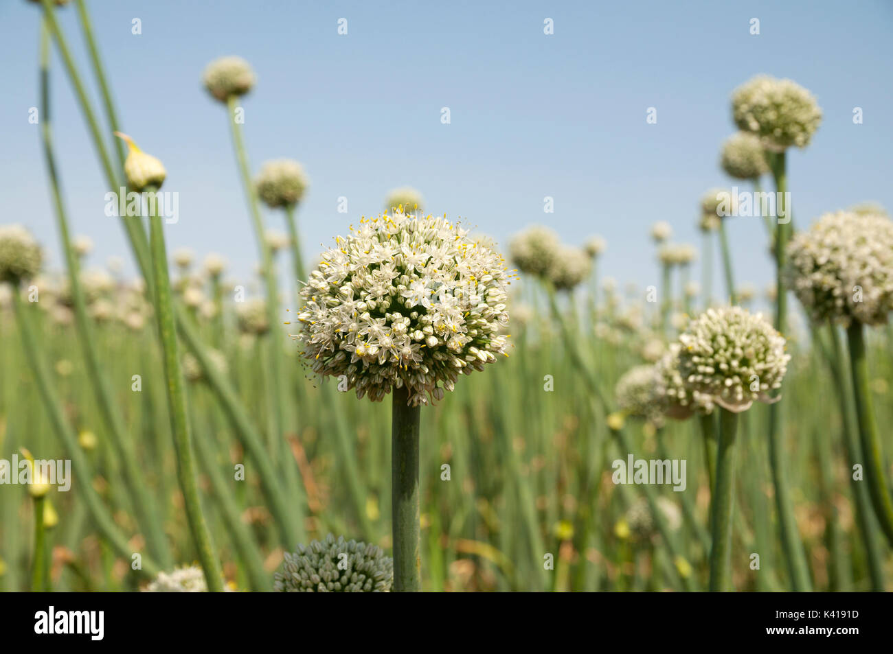 Onion field blooming Stock Photo - Alamy