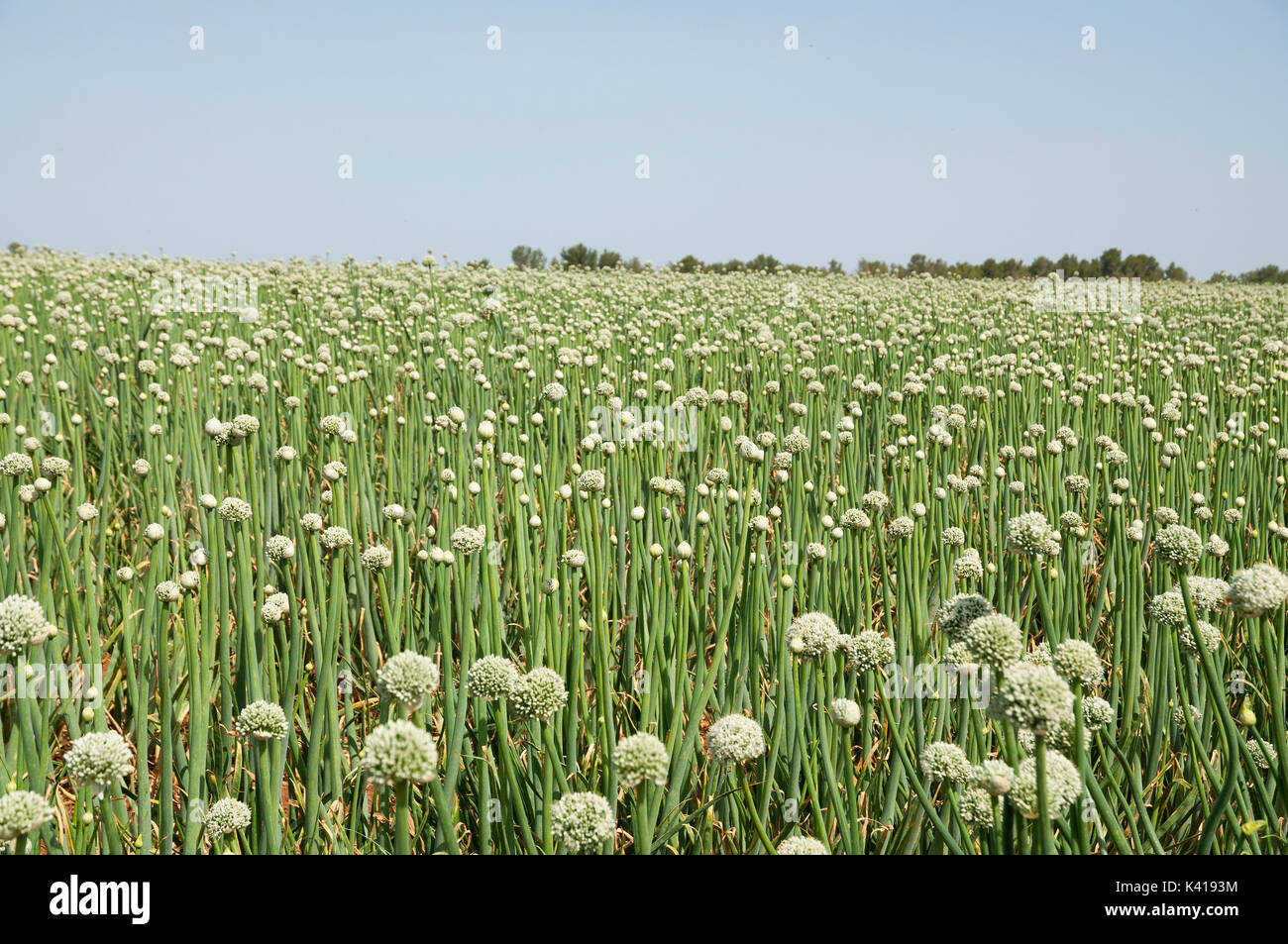 Onion field blooming Stock Photo - Alamy
