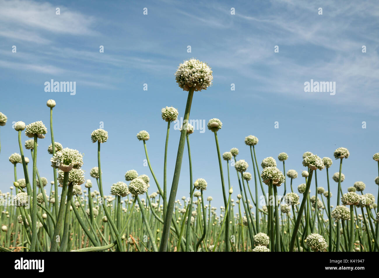 Straw spring onion flower hi-res stock photography and images - Alamy