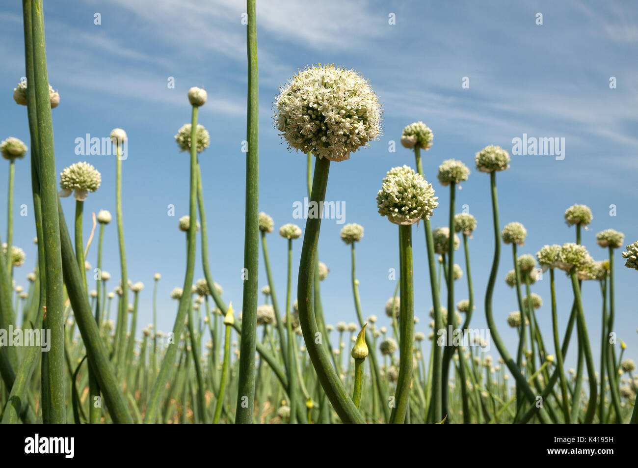 Onion field blooming Stock Photo - Alamy