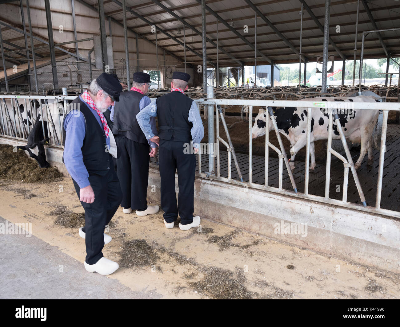 Dairy farm in netherlands hi-res stock photography and images - Alamy